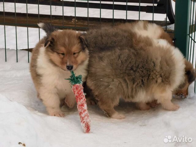 Рыжие колли мальчики