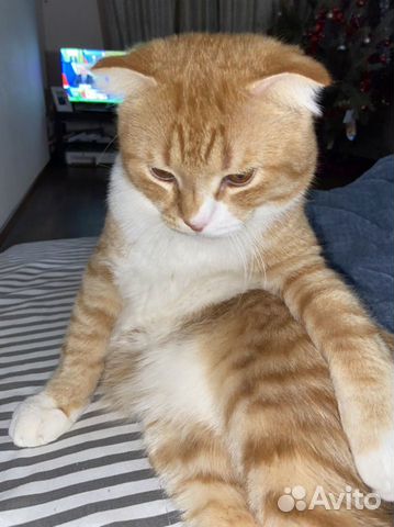Котик, ищет невесту
