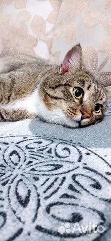 Кошка