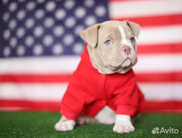 Американский булли кобель