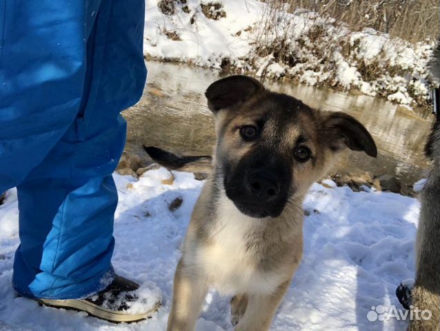 Щенки в добрые руки