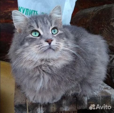 Пушок - нежность в каждом прикосновении