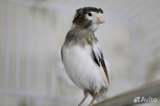 Кенар