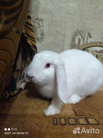 Декоративные кролики