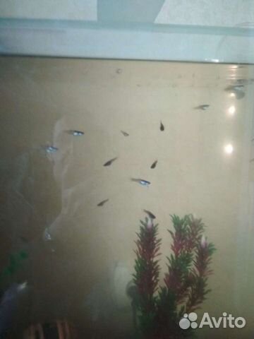 Мальки гуппи бесплатно