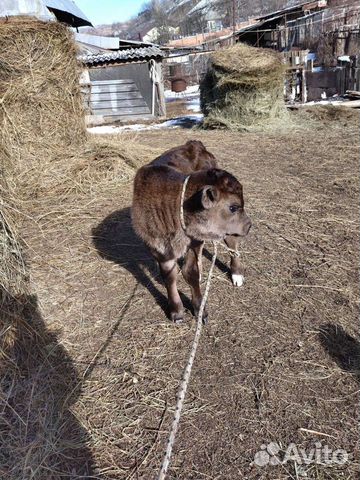 Продаётся бычок племенной отраду два