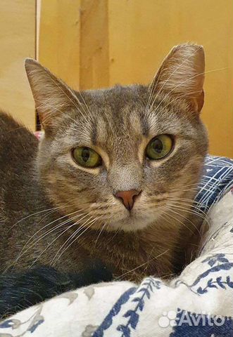 Настоящая британская принцесса