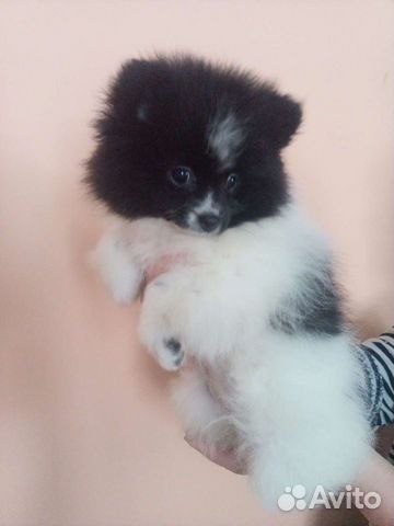 Мишка панда