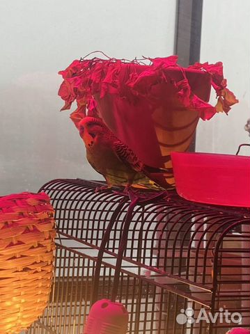 Пара волнистых попугаев