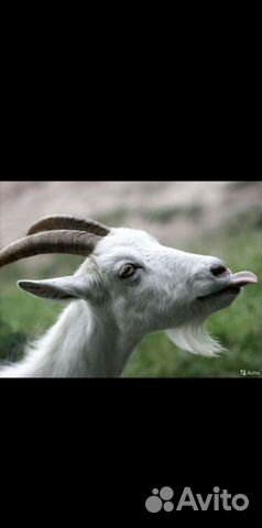 Заанененские дойеные коза