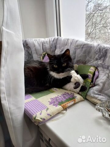 Кошка в добрые руки