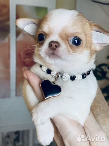 Чихуахуа куклёнок