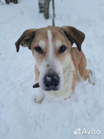 Не хочу умереть в грязной клетке