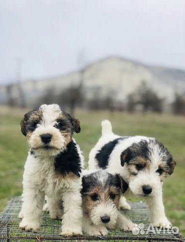 Фокстерьер щенки