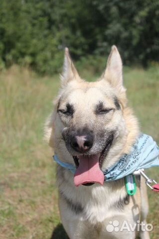 Скромный и обаятельный Норд в добрые руки