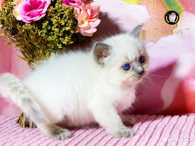 Гиперласковые Рэгдоллы. Любимцы/разведение. Бронь