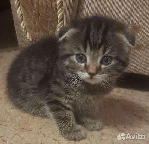 Вислоушки шотландцы