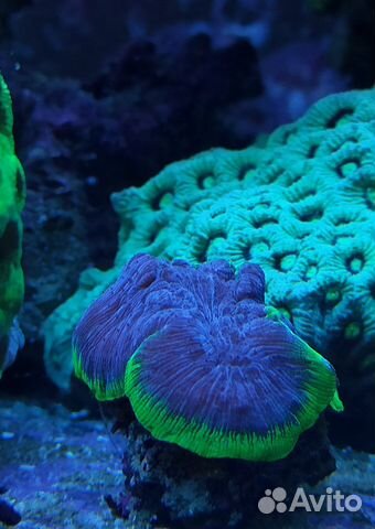 Морской аквариум