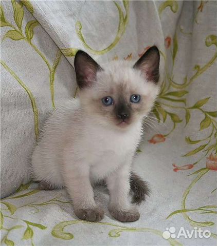 Тайский котик
