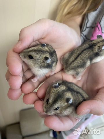 Джунгарские хомячки