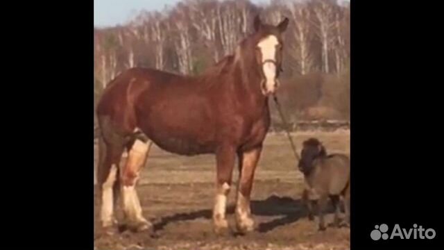 Минилошадь