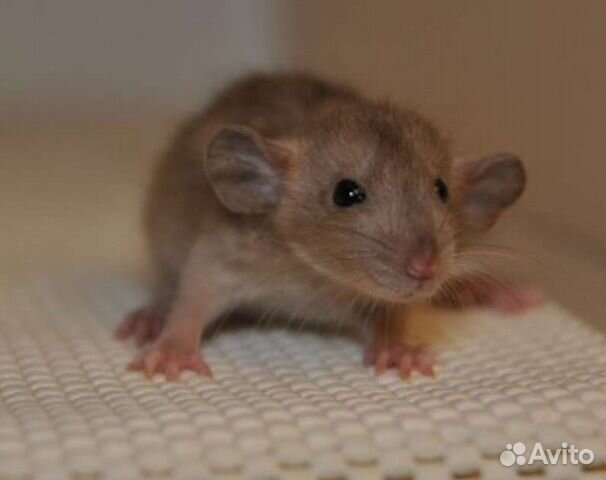 Крысята Дамбо бурмизы