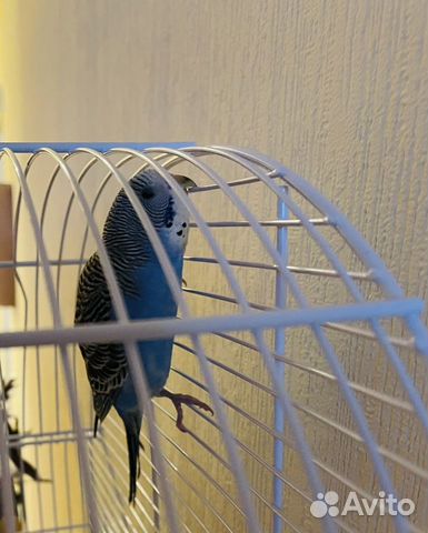 Попугай волнистый синий