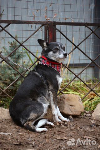 Ласковая небольшая девочка ищет дом