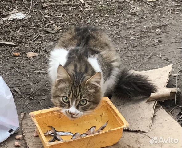 Молоденькая, нежная, ручная кошечка