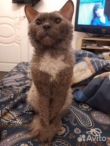 Кот,обмен на золото,бриллианты