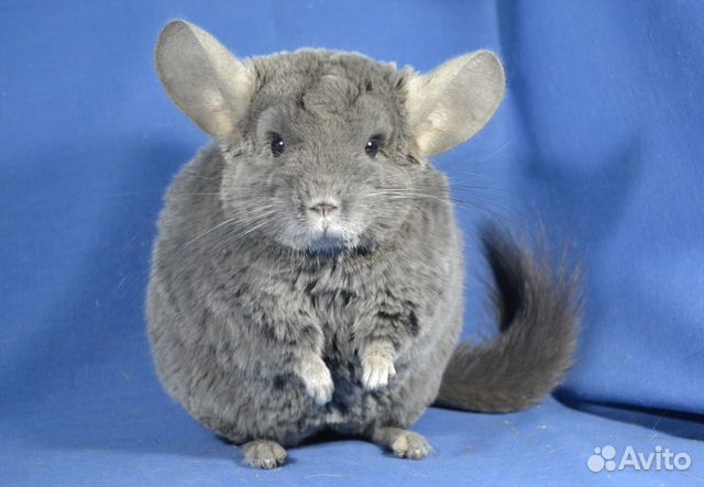 Шиншилла-мальчик Лаванд и клетка-витрина