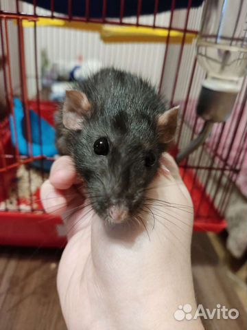 Крыски ищут новый дом