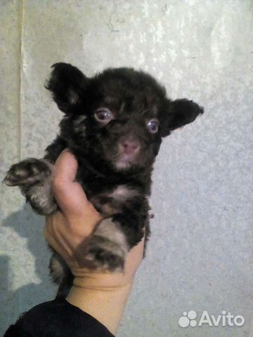 Шоколадный кучеряшка чихуашка