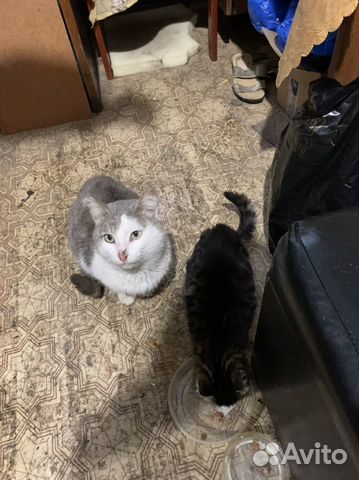 Кот и киса в добрые руки