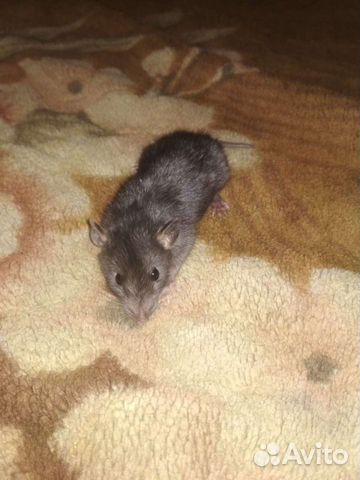 Крыска дамбо