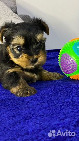 Йоркширский терьер (мини)