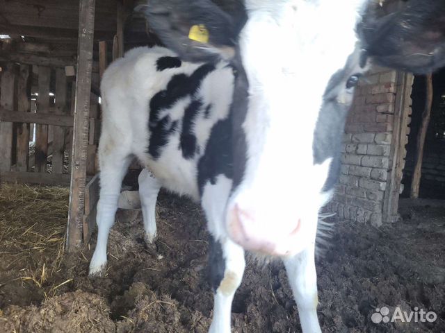 Телка телочка