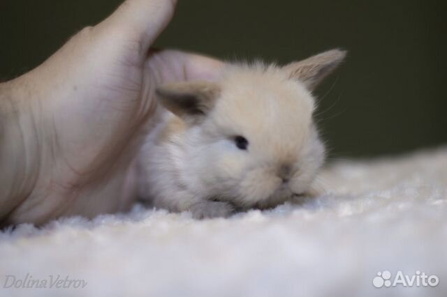 Крольчата сиамские минилопы