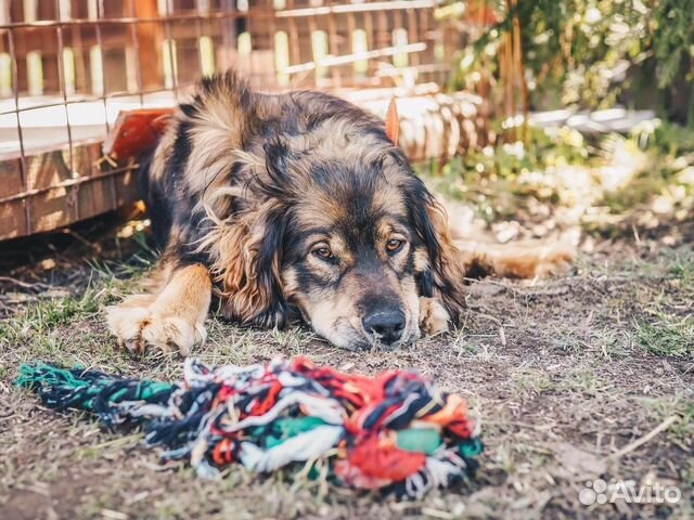 Собака в добрые руки