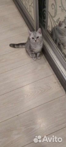 Котёнок шатландец