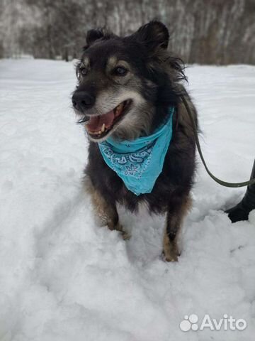 Булочка ждёт семью в приюте