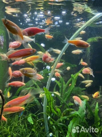 Рыбки Данио Гло-Лимонные,Желто-оранжевые,Розовые