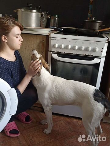 Собака в добрые руки