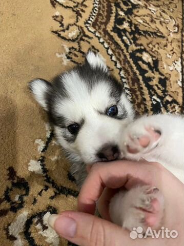 Сибирский хаски