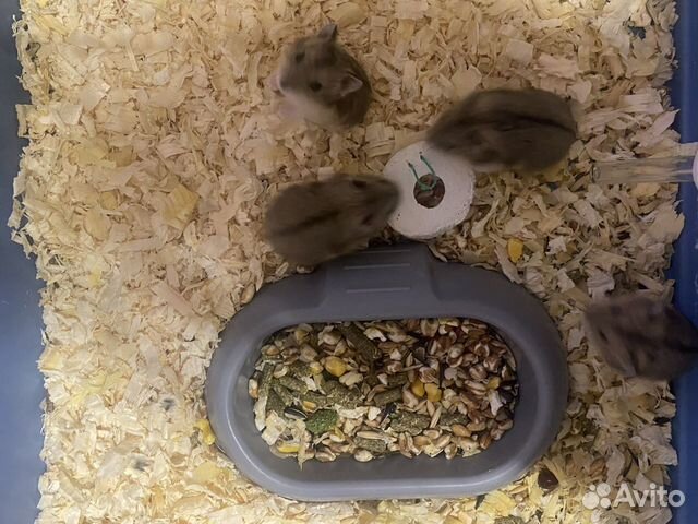 Джунгарский хомяк