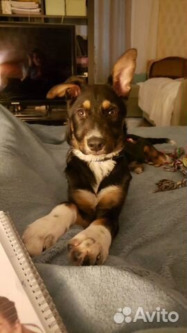 Щенок ищет семью