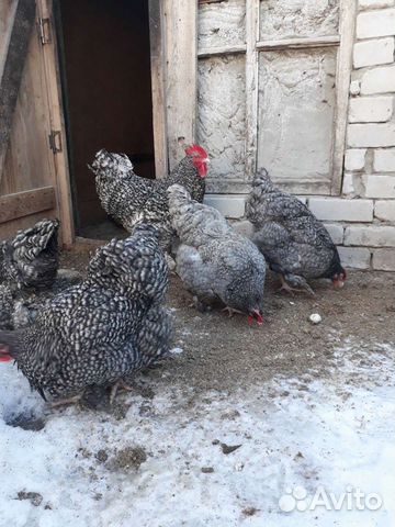 Семья мехеленской кукушки