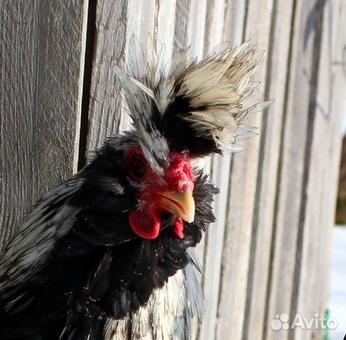 Петух Павловской породы