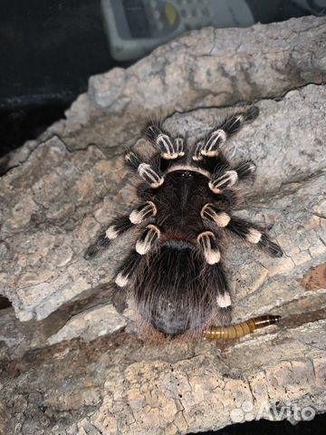 Паук птициед Acanthoscurria geniculata