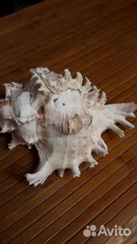 Ракушка мурекс рамозус